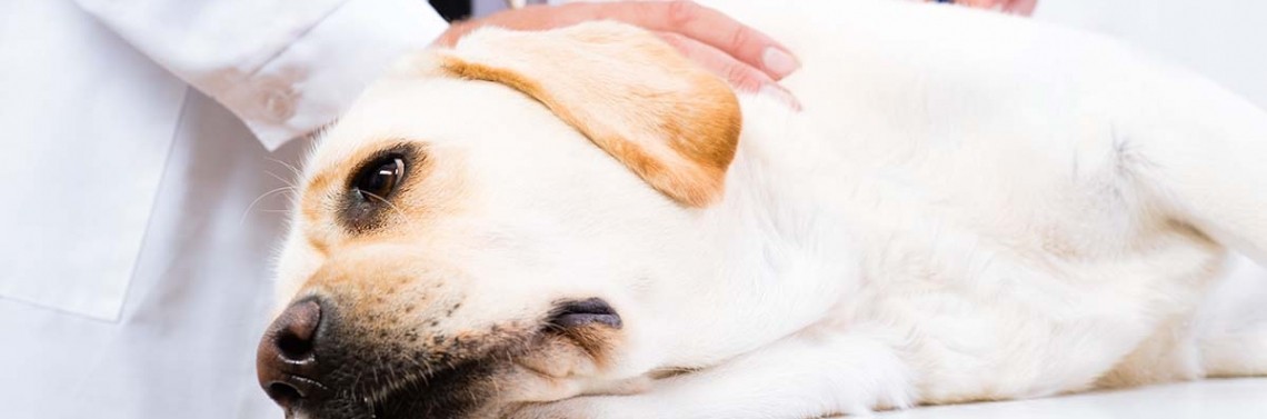 Choroba Addisona – rozpoznawanie i leczenie. Część 1 - VetTrends